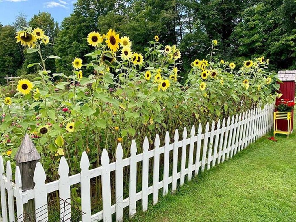 36 Sunflower Garden Ideas for Joyful Spaces