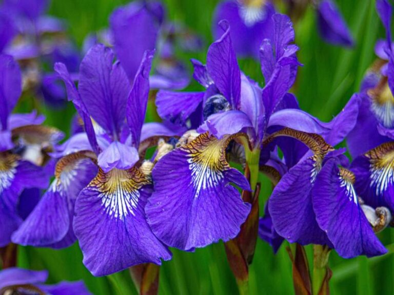 15 Mythical Flowers of Greece and Their Stories
