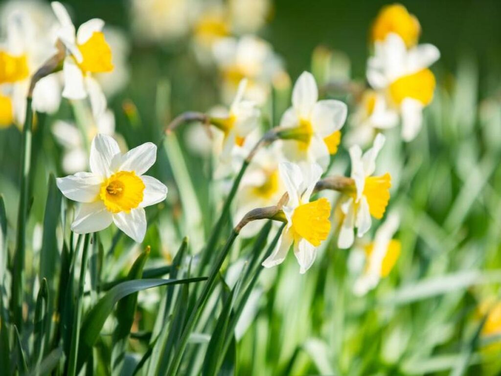 15 Mythical Flowers of Greece and Their Stories