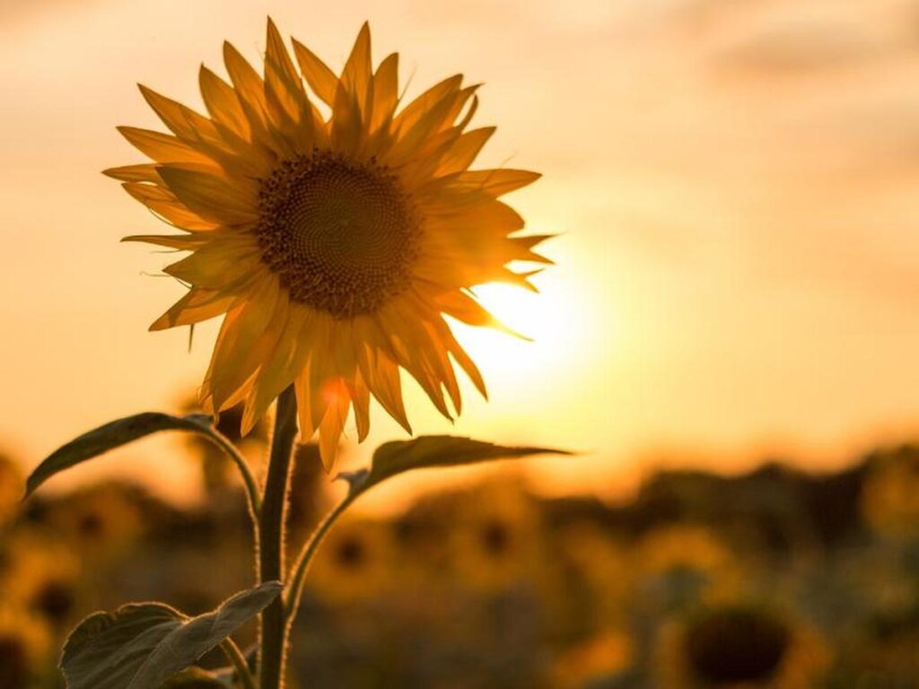 15 Mythical Flowers of Greece and Their Stories