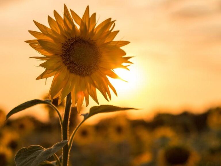 15 Mythical Flowers of Greece and Their Stories