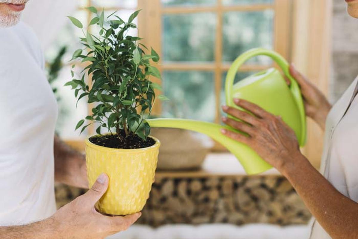 12 Simple Hacks to Revive Your Dying Plants