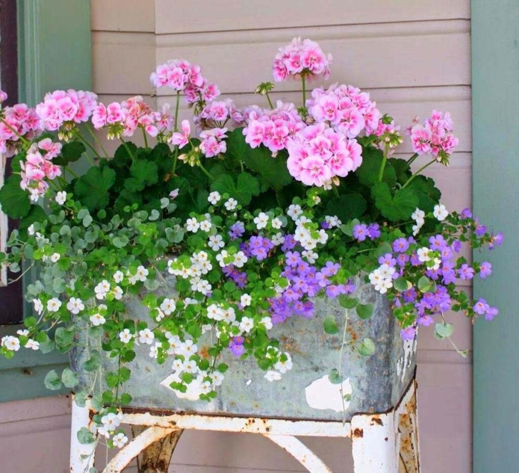 34 Inspiring Geranium Landscapes for a Flowering Garden