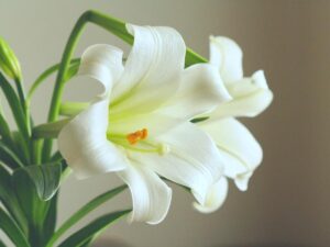 15 Mythical Flowers of Greece and Their Stories