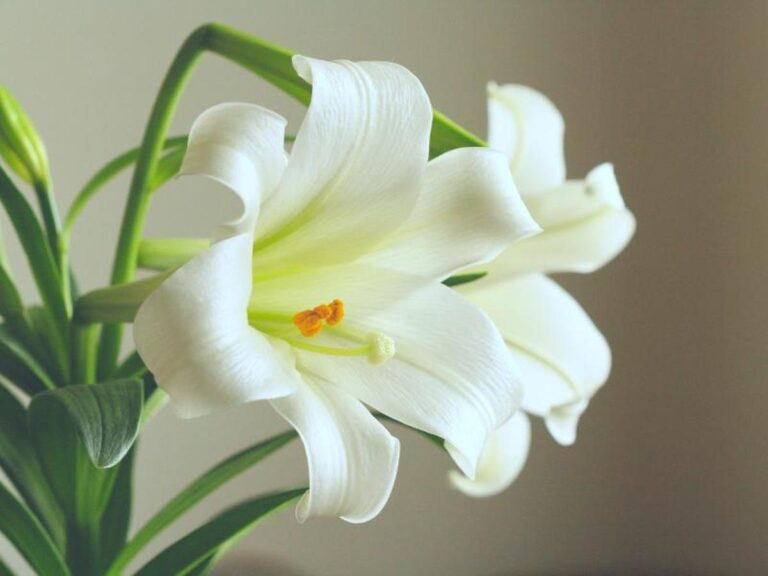 15 Mythical Flowers of Greece and Their Stories