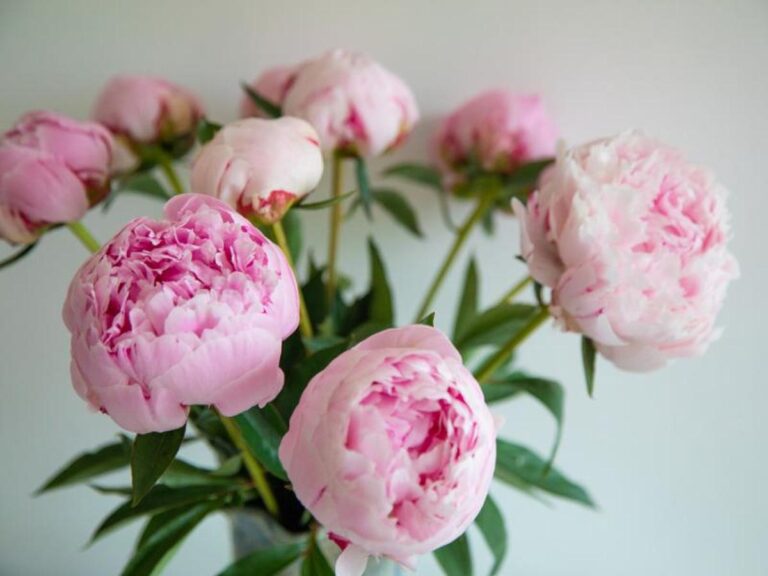 15 Mythical Flowers of Greece and Their Stories