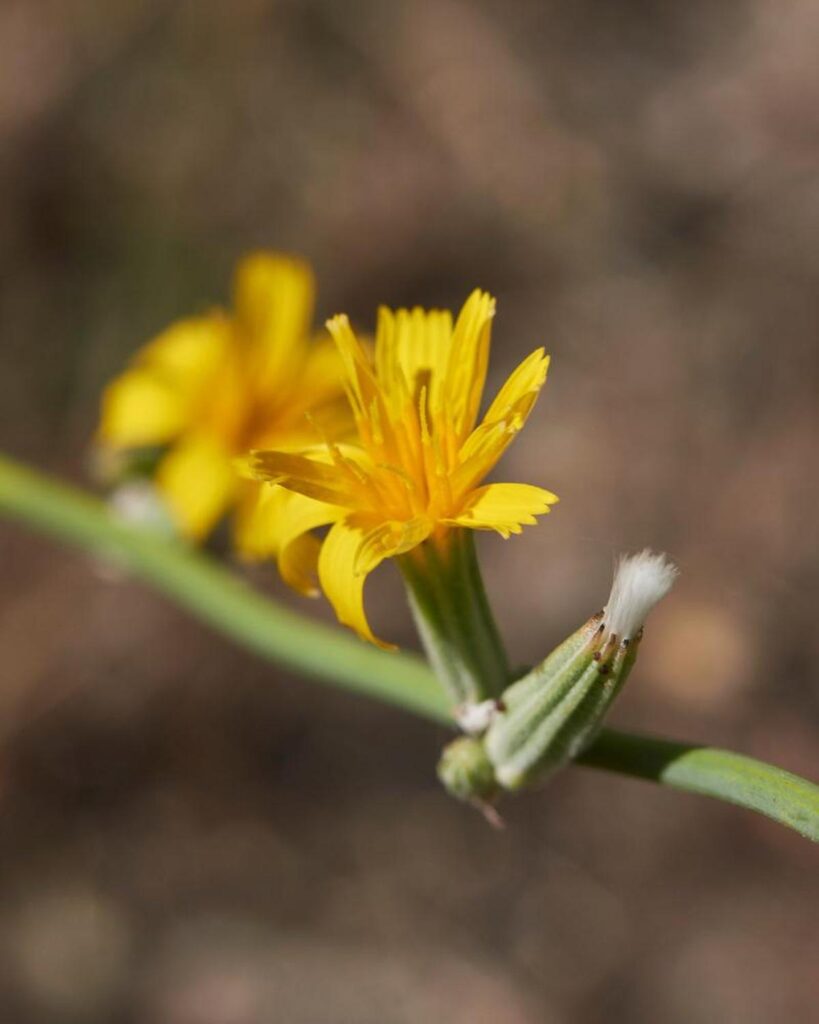 30 Yellow-Flowered Weeds and Control Guide