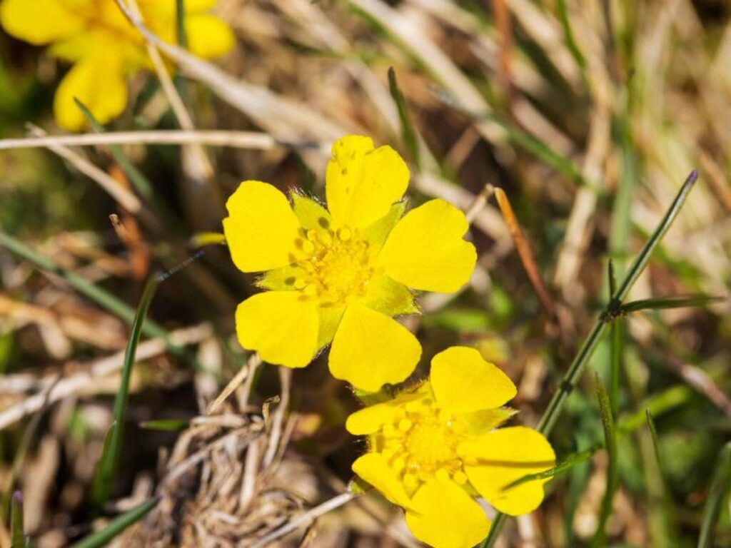 30 Yellow-Flowered Weeds and Control Guide