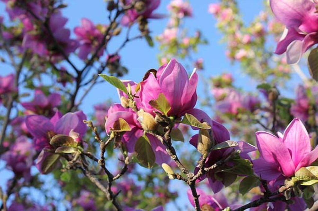 15 Amazing Flowering Spring Trees for Your Yard
