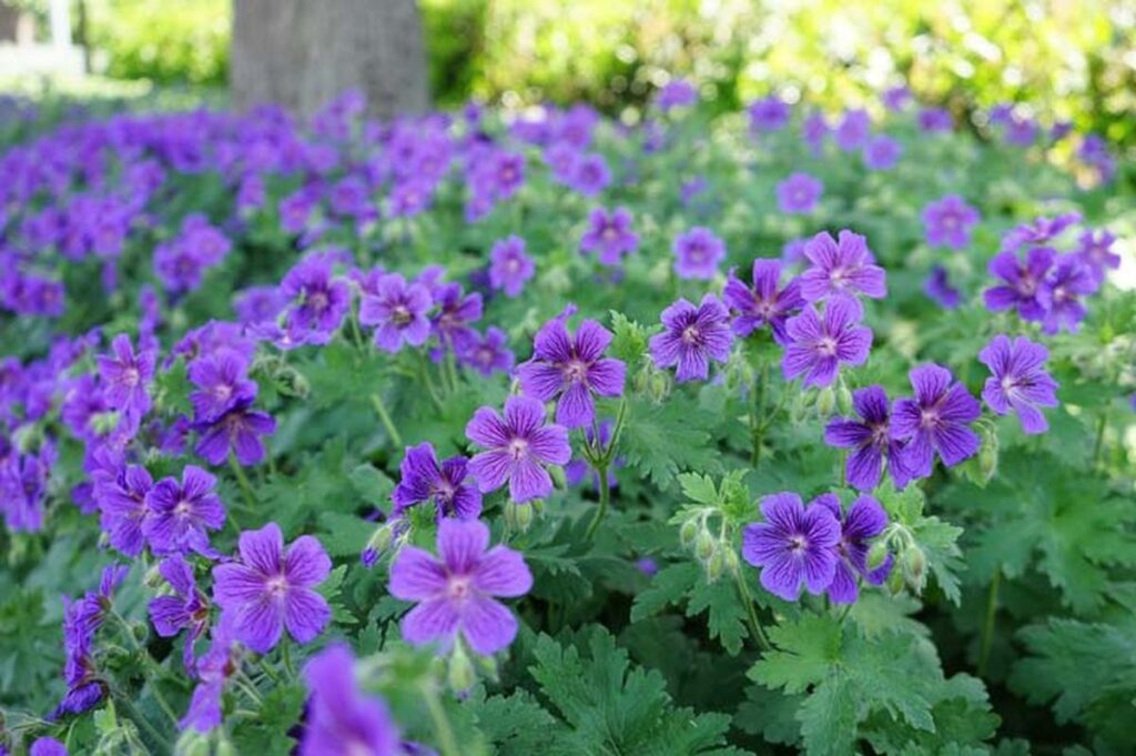 29 Beautiful Ground Covers That Thrive in Shade