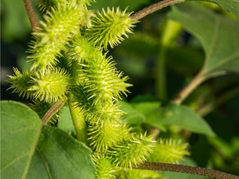 8 Types of Lawn Stickers and How to Remove Them