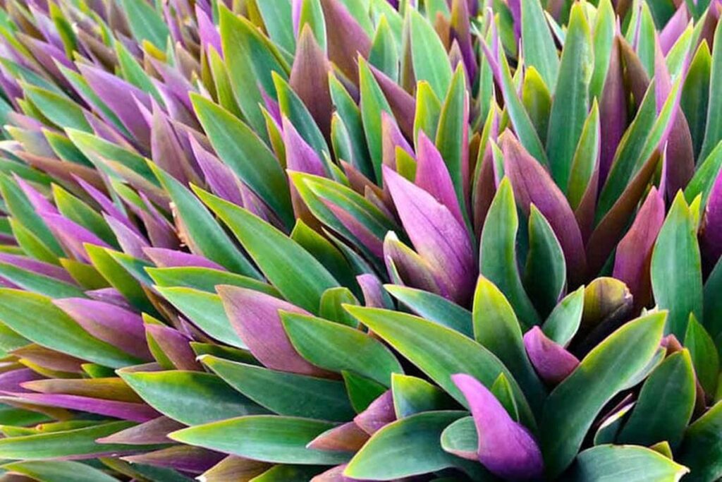 13 Colorful Plants with Purple and Green Leaves