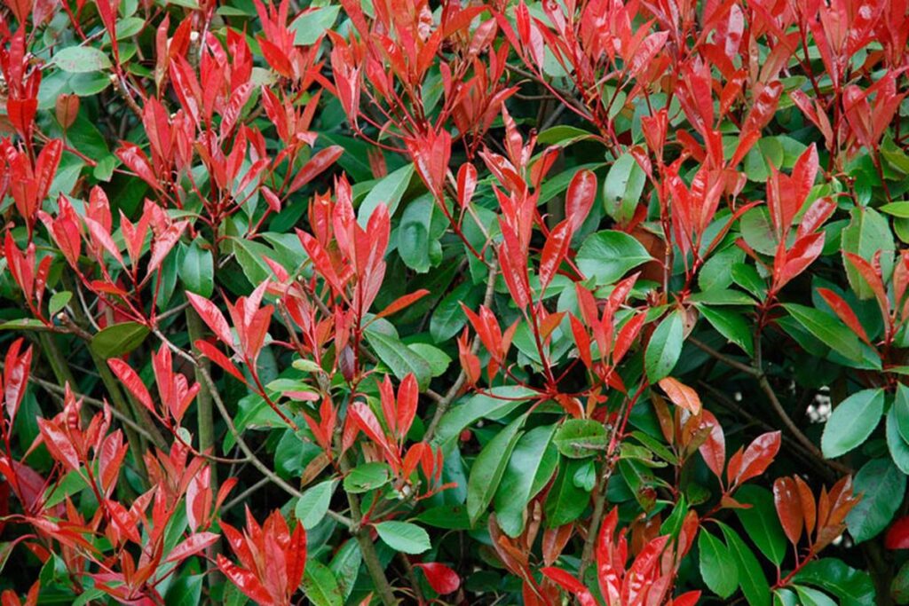 19 Gorgeous Trees with Red Leaves for a Colorful Yard