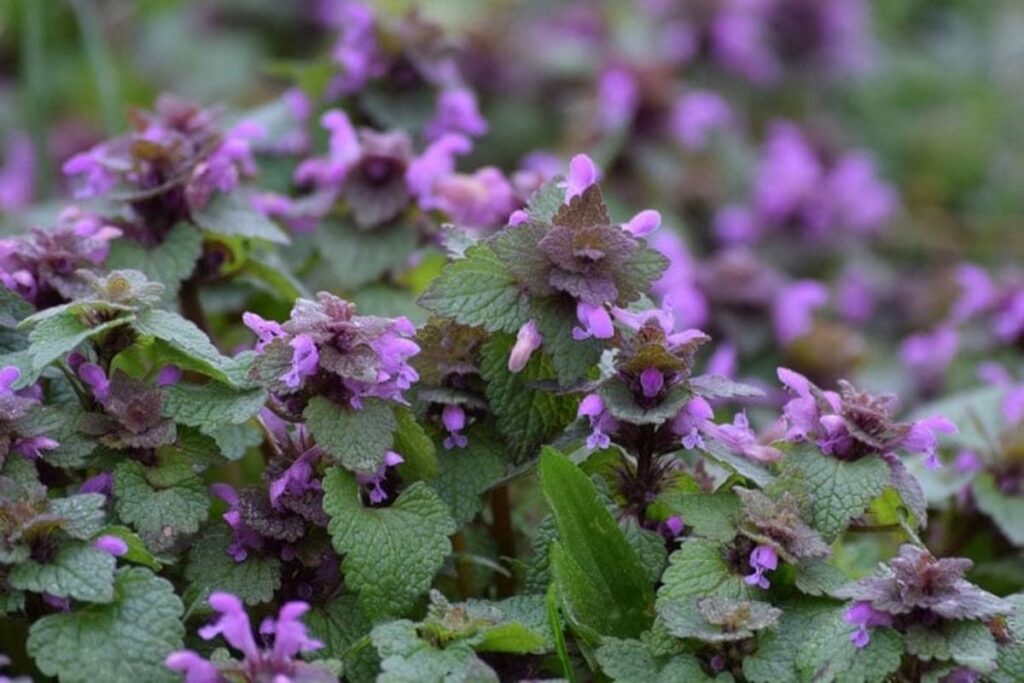 11 Beautiful Weeds with Purple Flowers in Your Garden