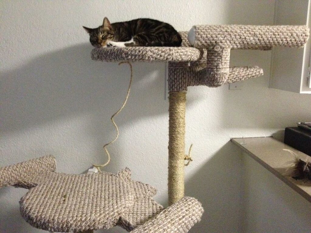 11 Fun DIY Cat Towers for Playful Felines
