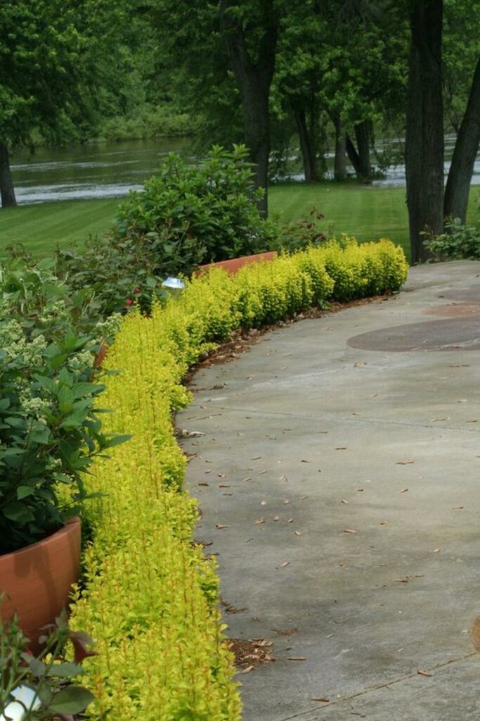 22 Best Plants for Low Hedge Landscaping