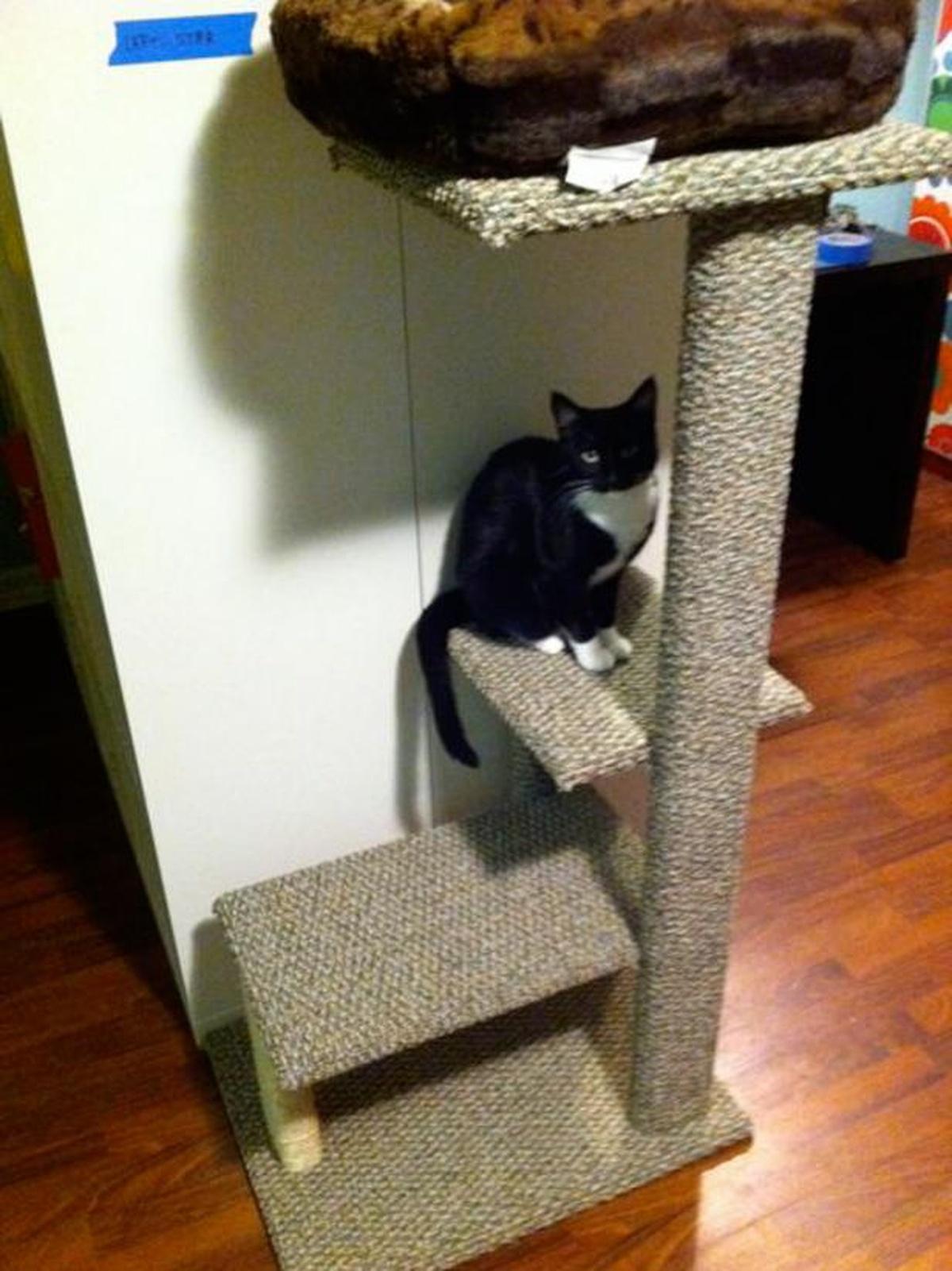 11 Fun DIY Cat Towers for Playful Felines