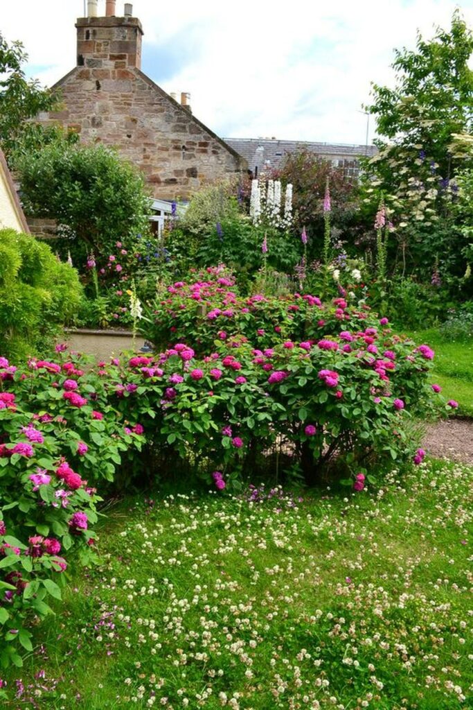 22 Best Plants for Low Hedge Landscaping