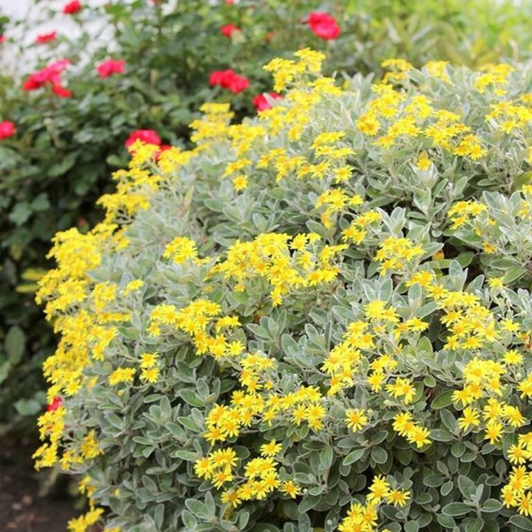 22 Best Plants for Low Hedge Landscaping