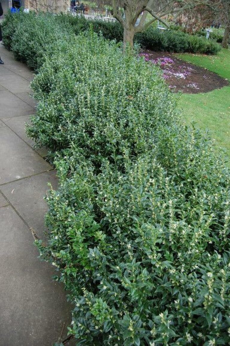 22 Best Plants for Low Hedge Landscaping