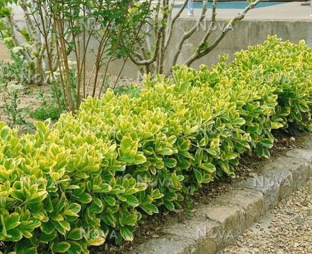 22 Best Plants for Low Hedge Landscaping