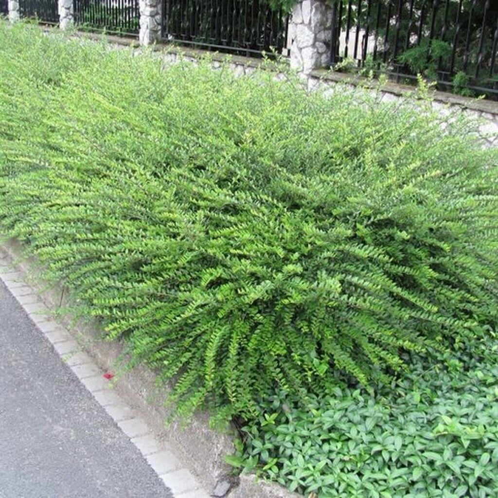 22 Best Plants for Low Hedge Landscaping