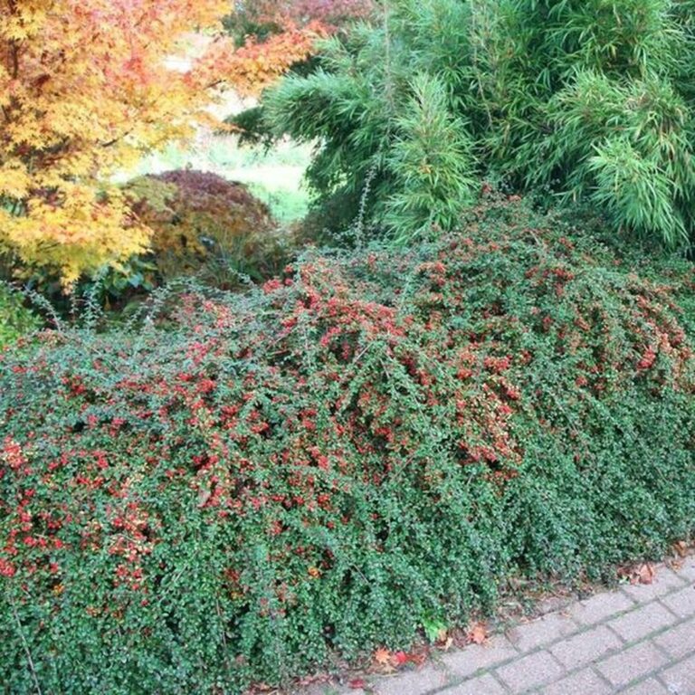 22 Best Plants for Low Hedge Landscaping