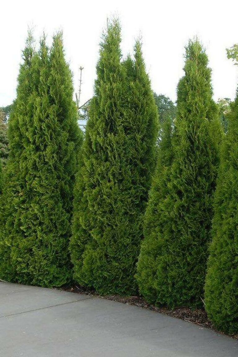 34 Stunning Living Fence Design Inspirations