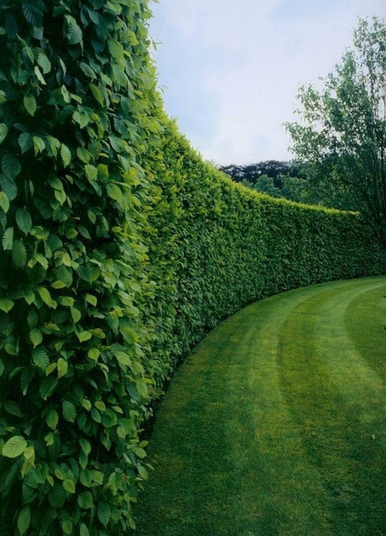 34 Stunning Living Fence Design Inspirations