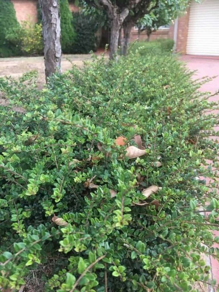 22 Best Plants for Low Hedge Landscaping