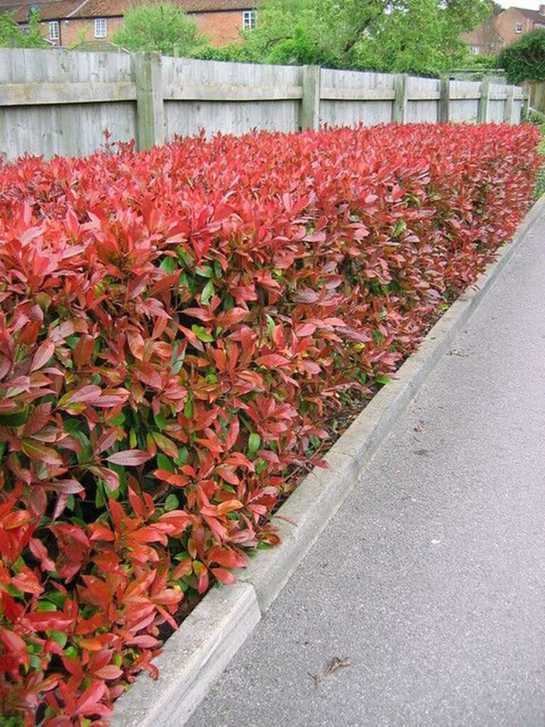 22 Best Plants for Low Hedge Landscaping