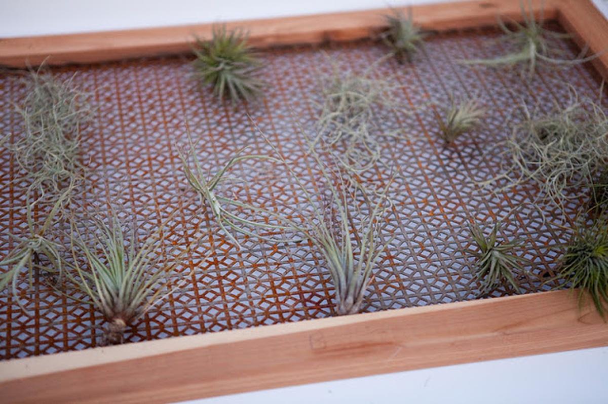 9 Simple Air Plant Decor Ideas to Refresh Your Home