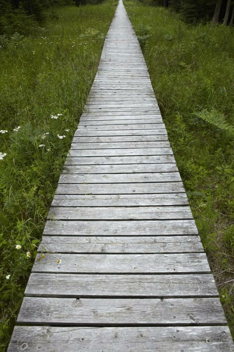 25 Enchanting Wooden Garden Pathway Ideas to Try Now