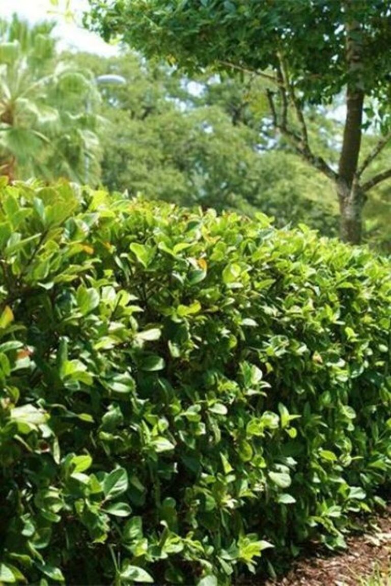 34 Stunning Living Fence Design Inspirations