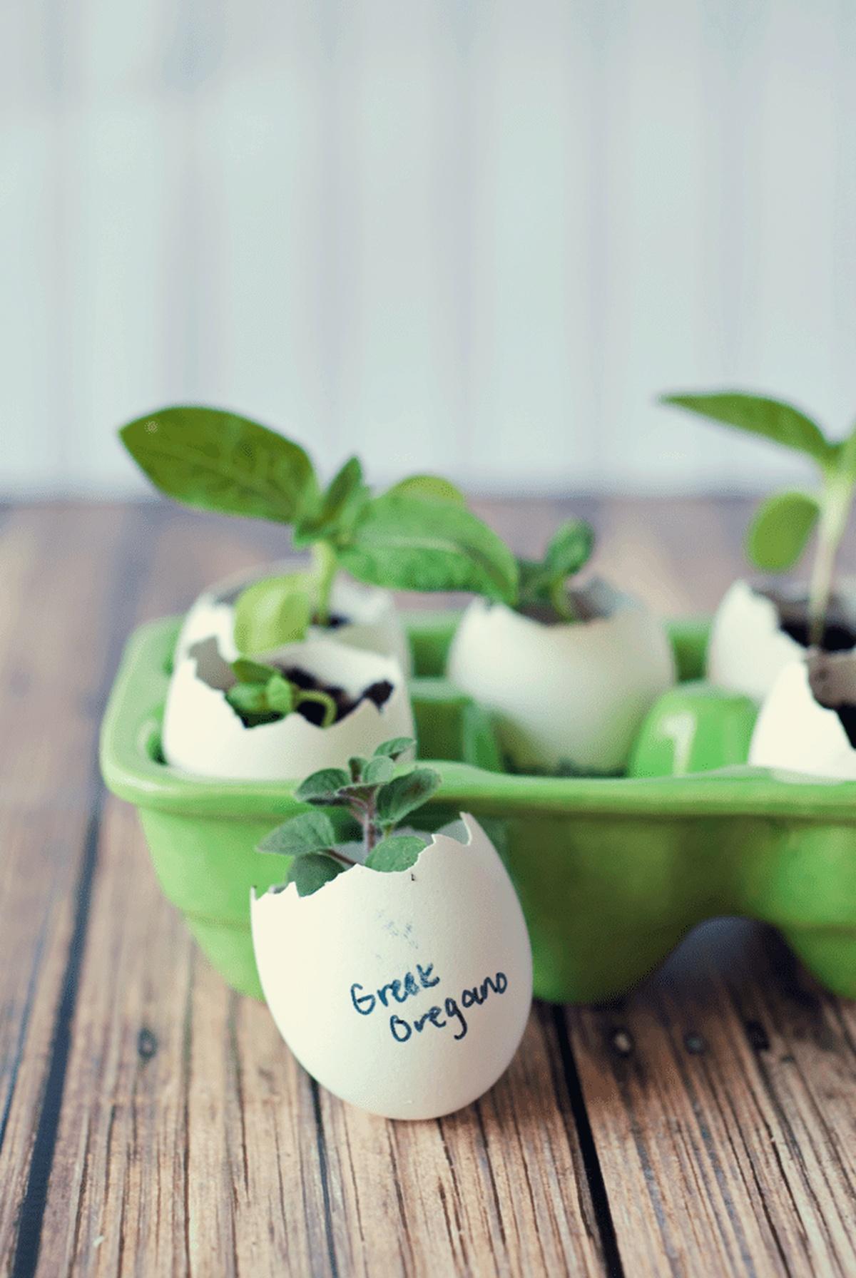 9 Clever DIY Seed Starter Ideas for Easy Gardening