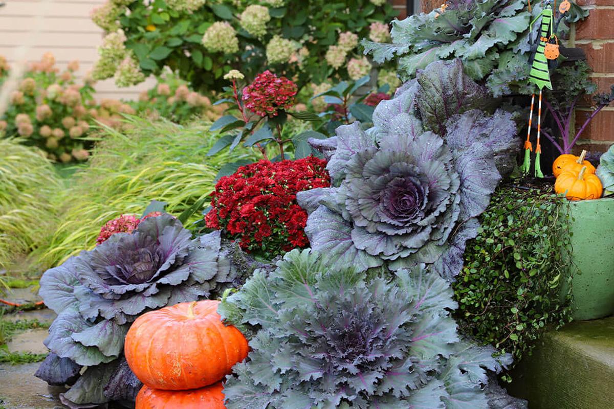12 Vibrant Fall Flowers Perfect for Pot Gardening