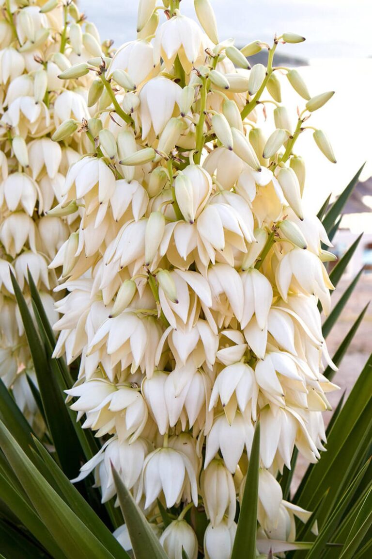 27 Refreshing Desert Flowers to Create Your Own Garden Oasis