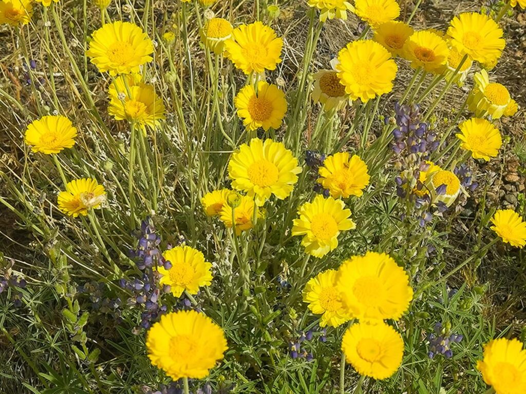 27 Refreshing Desert Flowers to Create Your Own Garden Oasis
