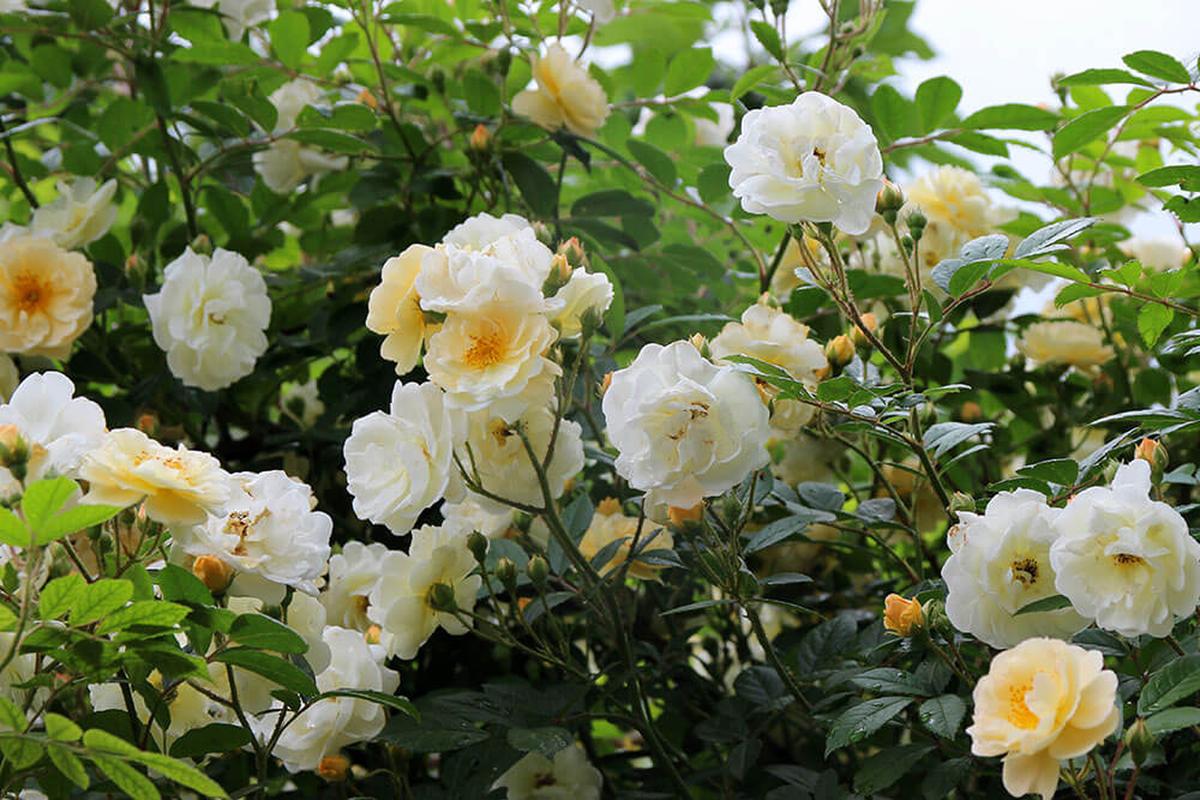 10 Stunning Climbing Roses for a Blooming Garden