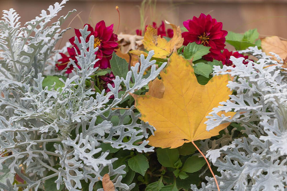 12 Vibrant Fall Flowers Perfect for Pot Gardening