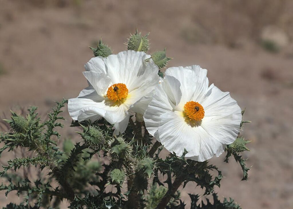 27 Refreshing Desert Flowers to Create Your Own Garden Oasis