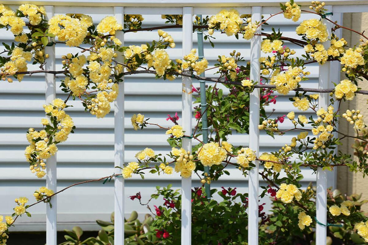 10 Stunning Climbing Roses for a Blooming Garden