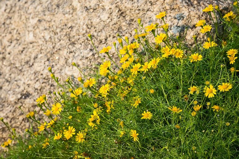 27 Refreshing Desert Flowers to Create Your Own Garden Oasis