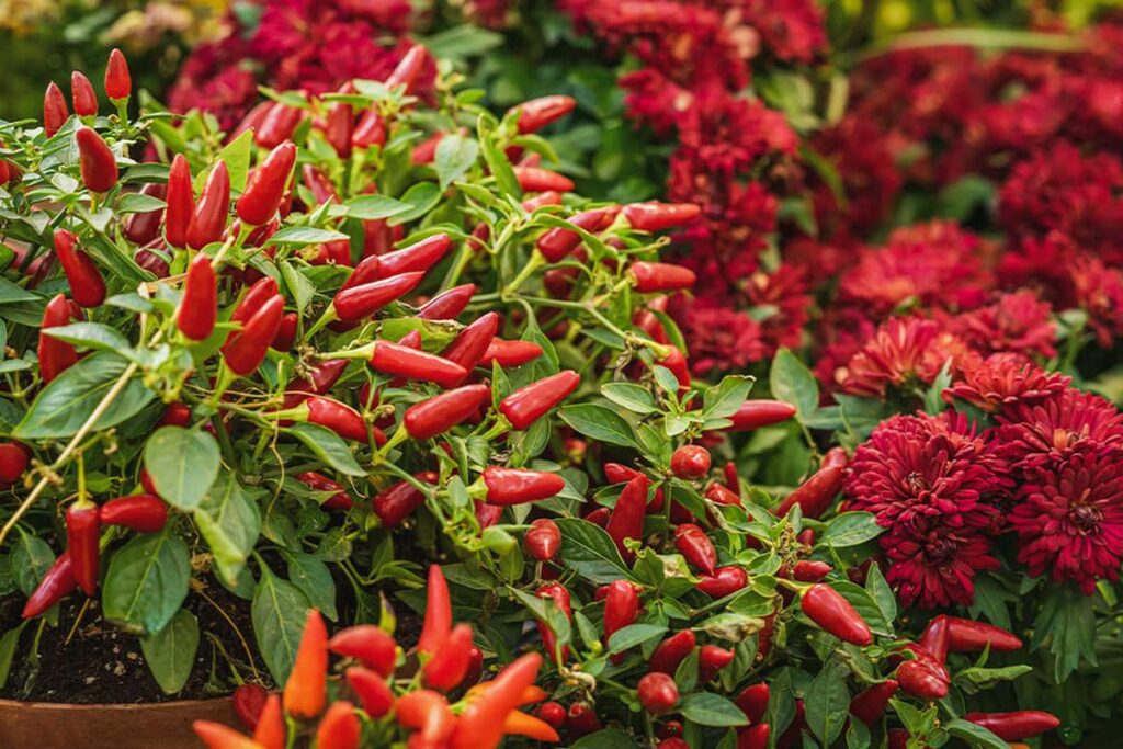 12 Vibrant Fall Flowers Perfect for Pot Gardening
