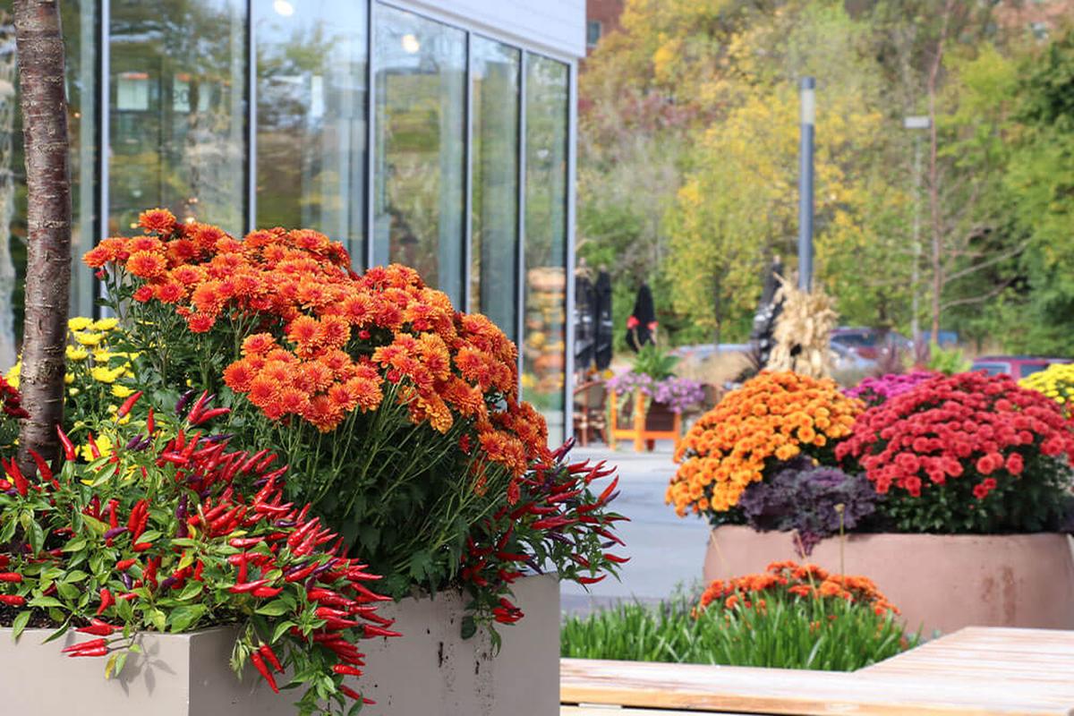 12 Vibrant Fall Flowers Perfect for Pot Gardening