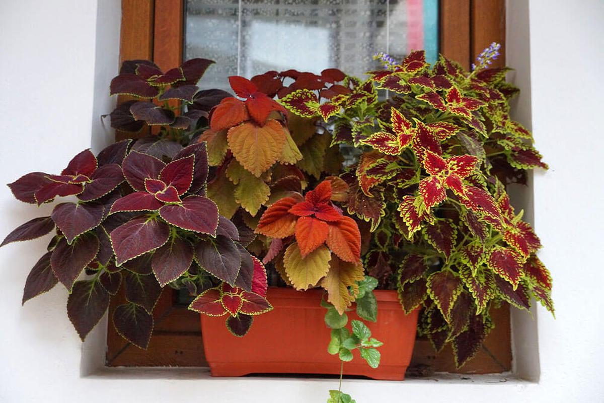 12 Vibrant Fall Flowers Perfect for Pot Gardening