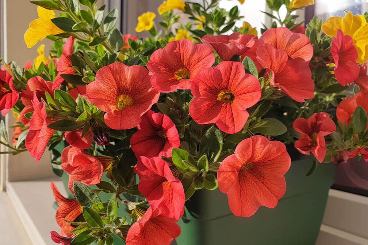 12 Vibrant Fall Flowers Perfect for Pot Gardening