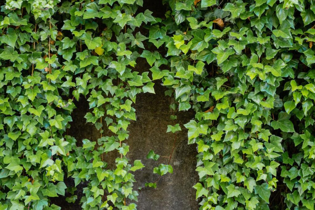 16 Amazing Types of Ivy to Adorn Your Living Spaces