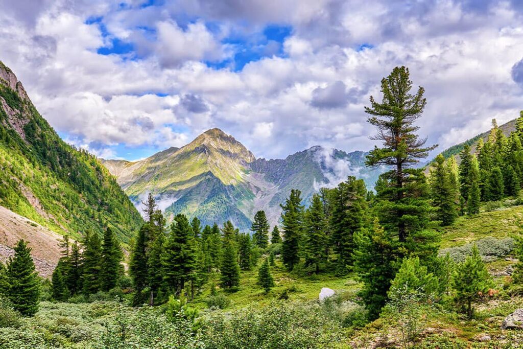 13 Best Cedar Trees to Enhance Your Outdoor Space