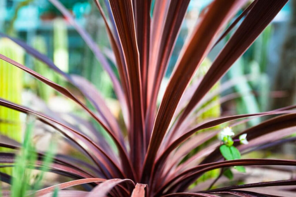 17 Red-Leafed Houseplants to Brighten Your Indoor Space